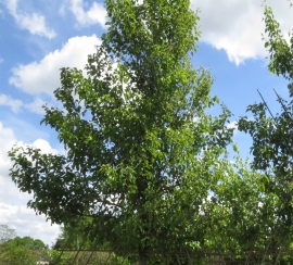Tuin en Haagplanten Westmalle
